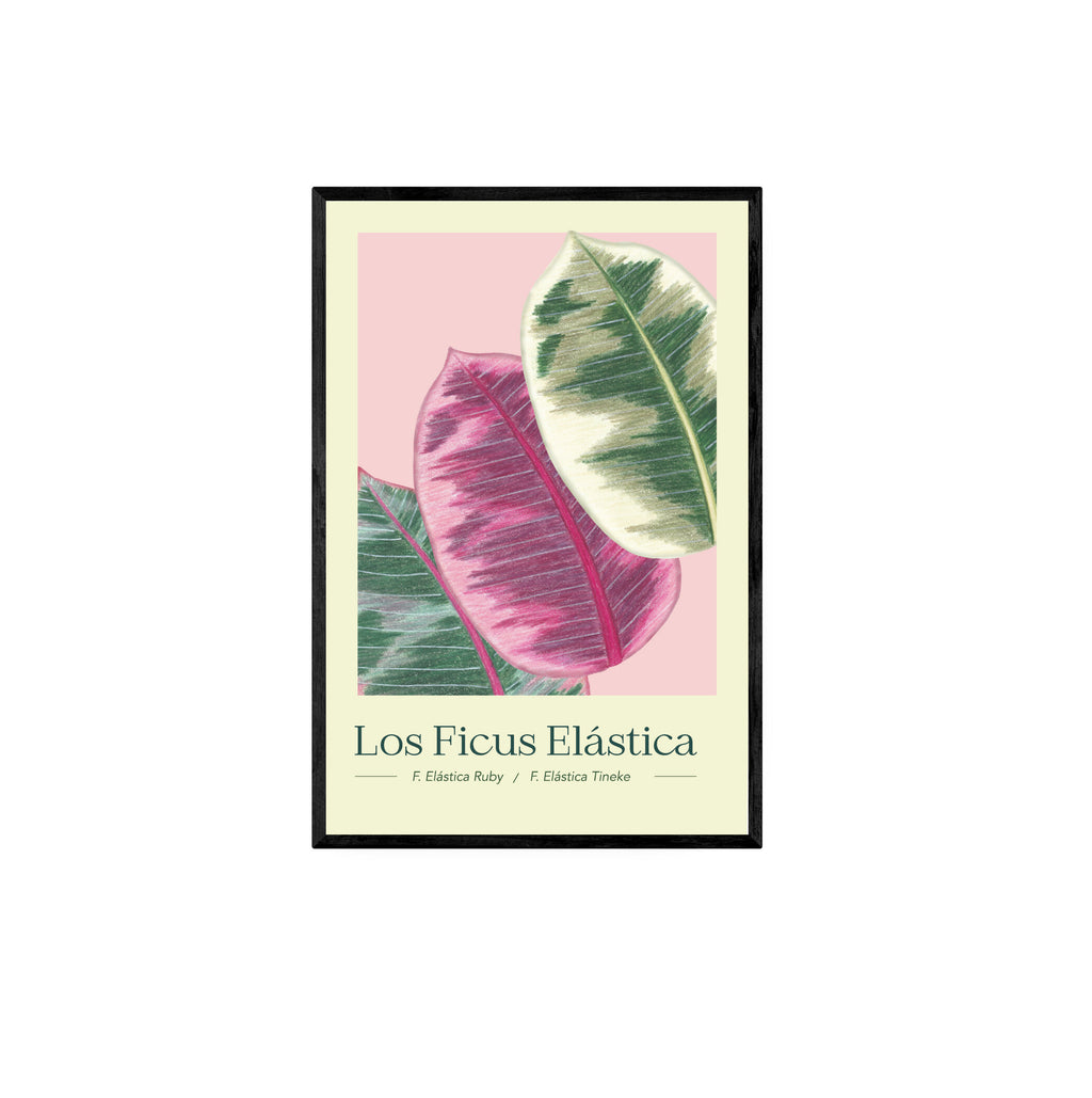 Ficus I - Pachi Ibáñez – Artenigma