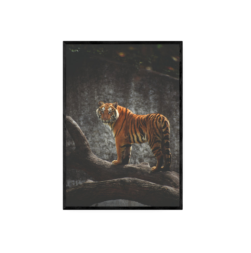 Tigre – Artenigma
